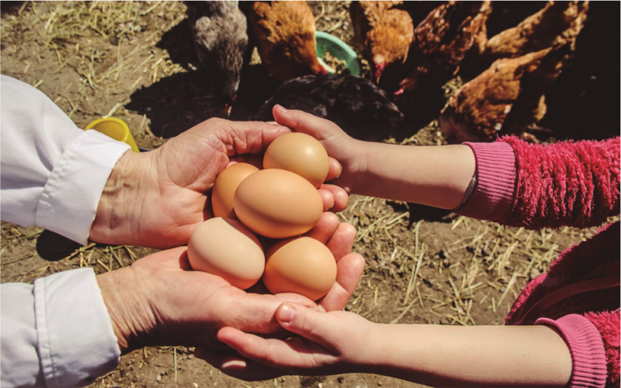 TENEMOS LA SOLUCIÓN PARA TI: EXZOLT 50 ml - Hispalgan Salud Animal